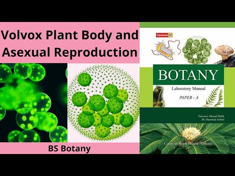 Volvox Plant Body and Asexual Reproduction || Volvox Plant Body and ...