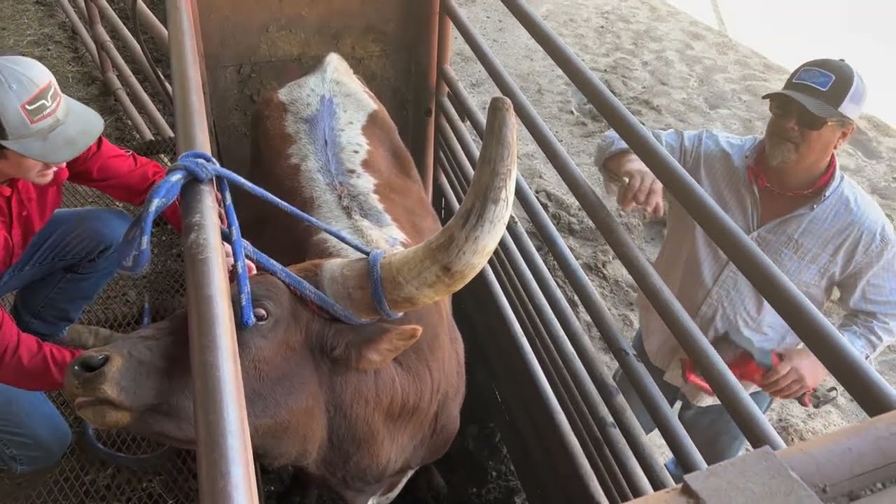 Tipping a Big Horn Bull! - YouTube