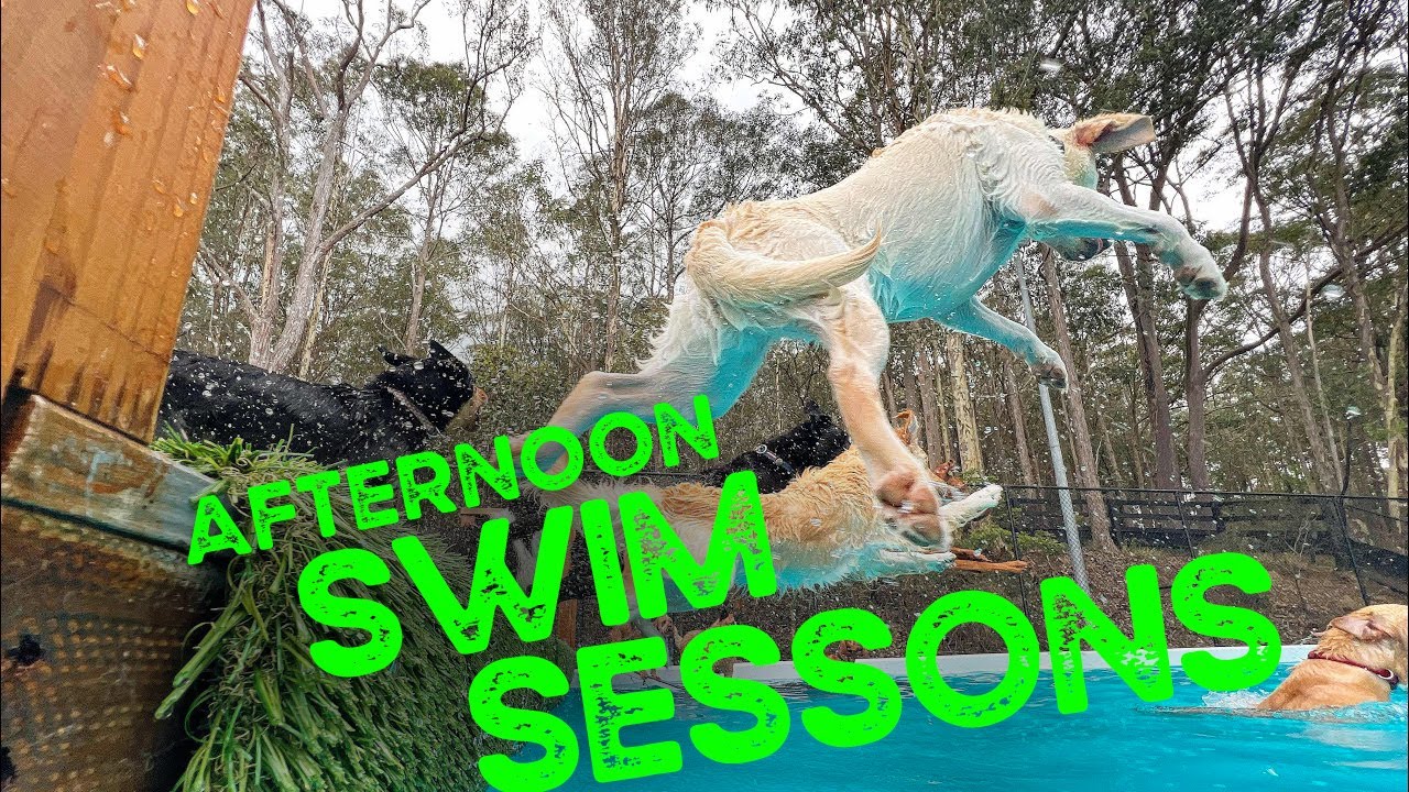 The afternoon swim session; Bandit plays games, Annabelle is on fire ...