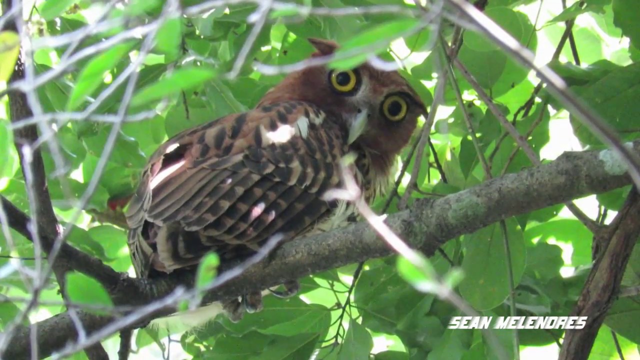 Philippine Eagle Owl - YouTube