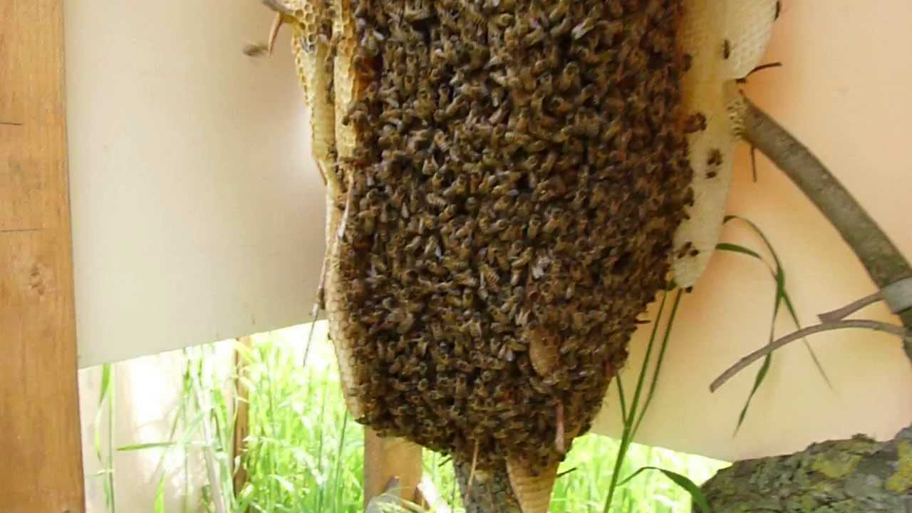 Alveare naturale - YouTube