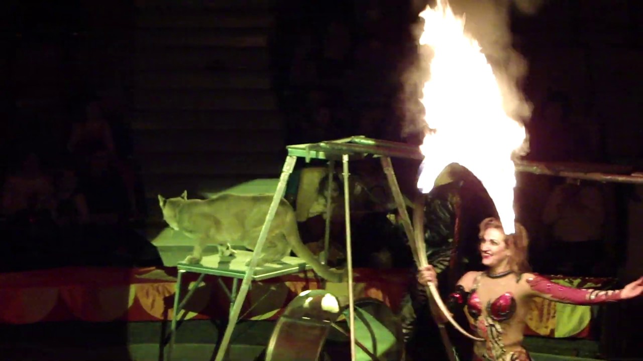 Puma on fire. Выступление пумы. - YouTube