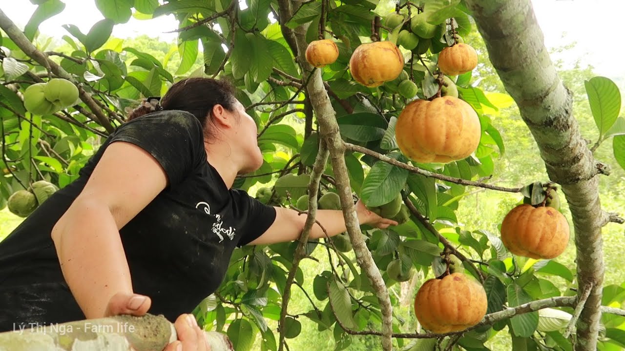 Harvest sour ears go to the market to sell - forest life | Lý Thị Nga ...