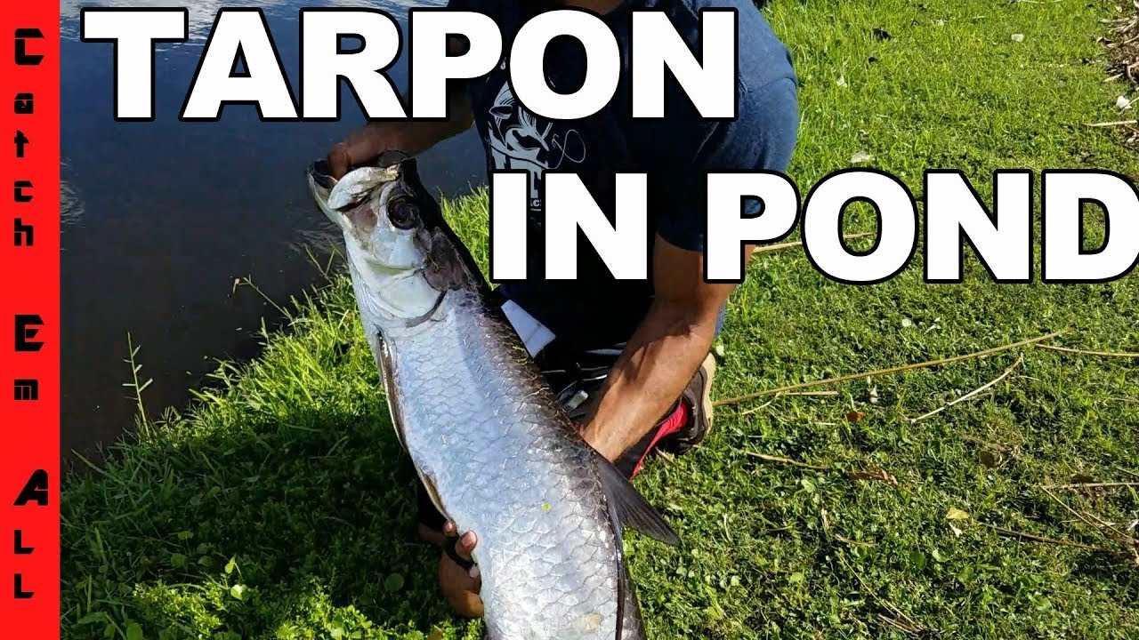 TARPON in Freshwater POND! - YouTube