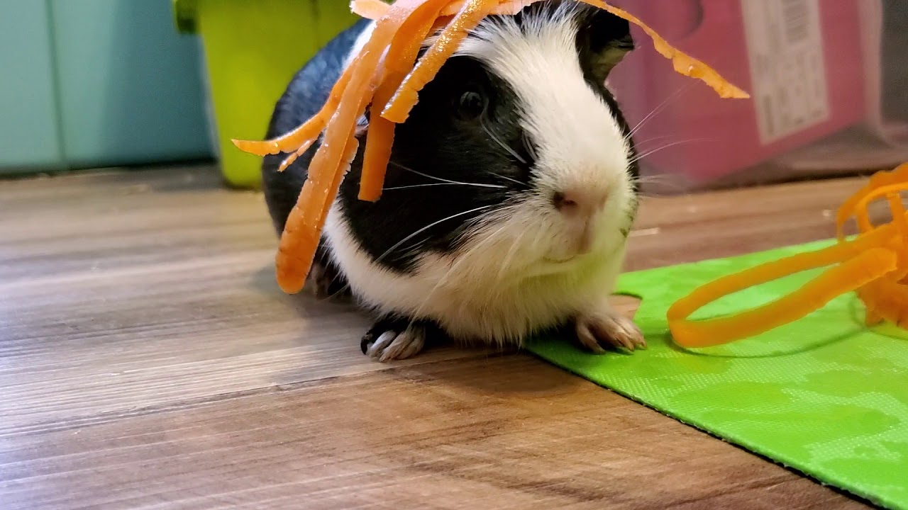 Carrot Queen guinea pig - YouTube