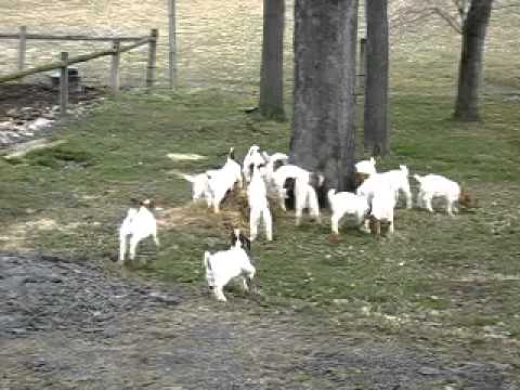 Five week old kids at play at Arnold's Time Well Spent Boer Goats - YouTube