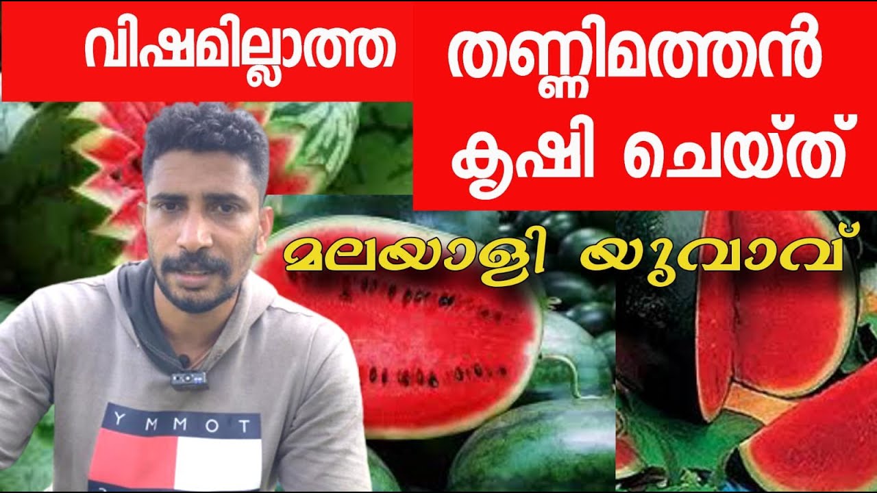 വിഷമില്ലാത്ത തണ്ണിമത്തൻ കൃഷിയുമായി യുവാവ് Thannimathan Syaam - YouTube