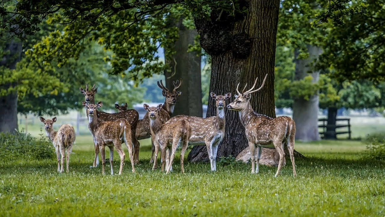 Relaxing of reindeer photo slide show, Bird song, Nature sounds # ...