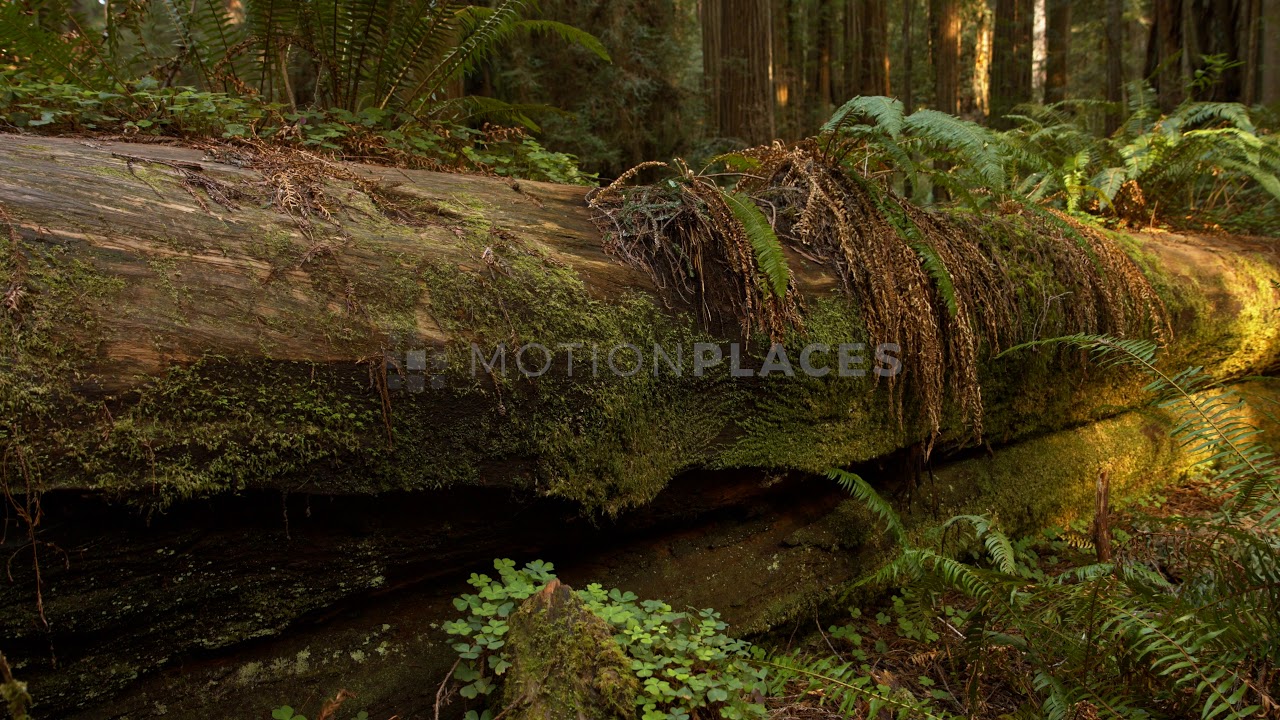 Redwood Forest Log Stock Footage - YouTube