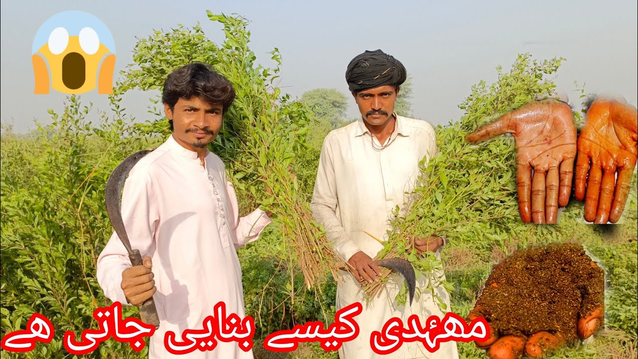 HENNA HARVESTING AND PROCESSING IN FACTORY | Henna Farming In Pakistan ...
