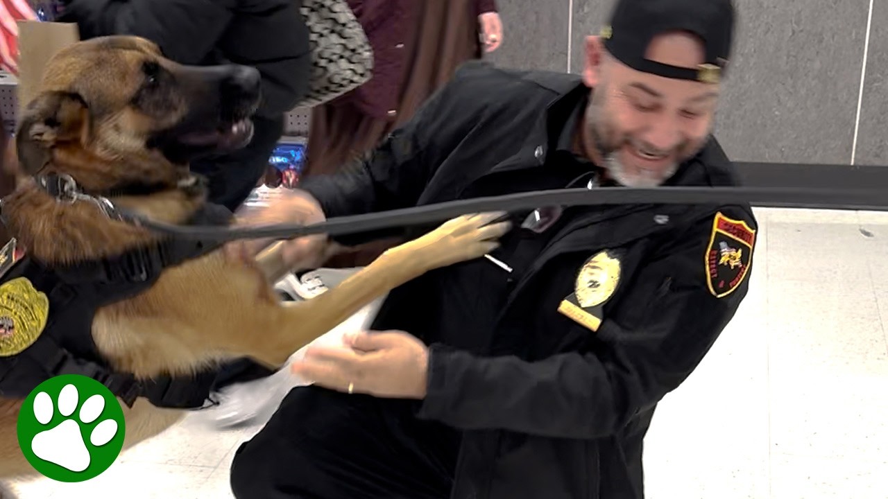 K9 spots his first handler in the wild after 6 months - YouTube