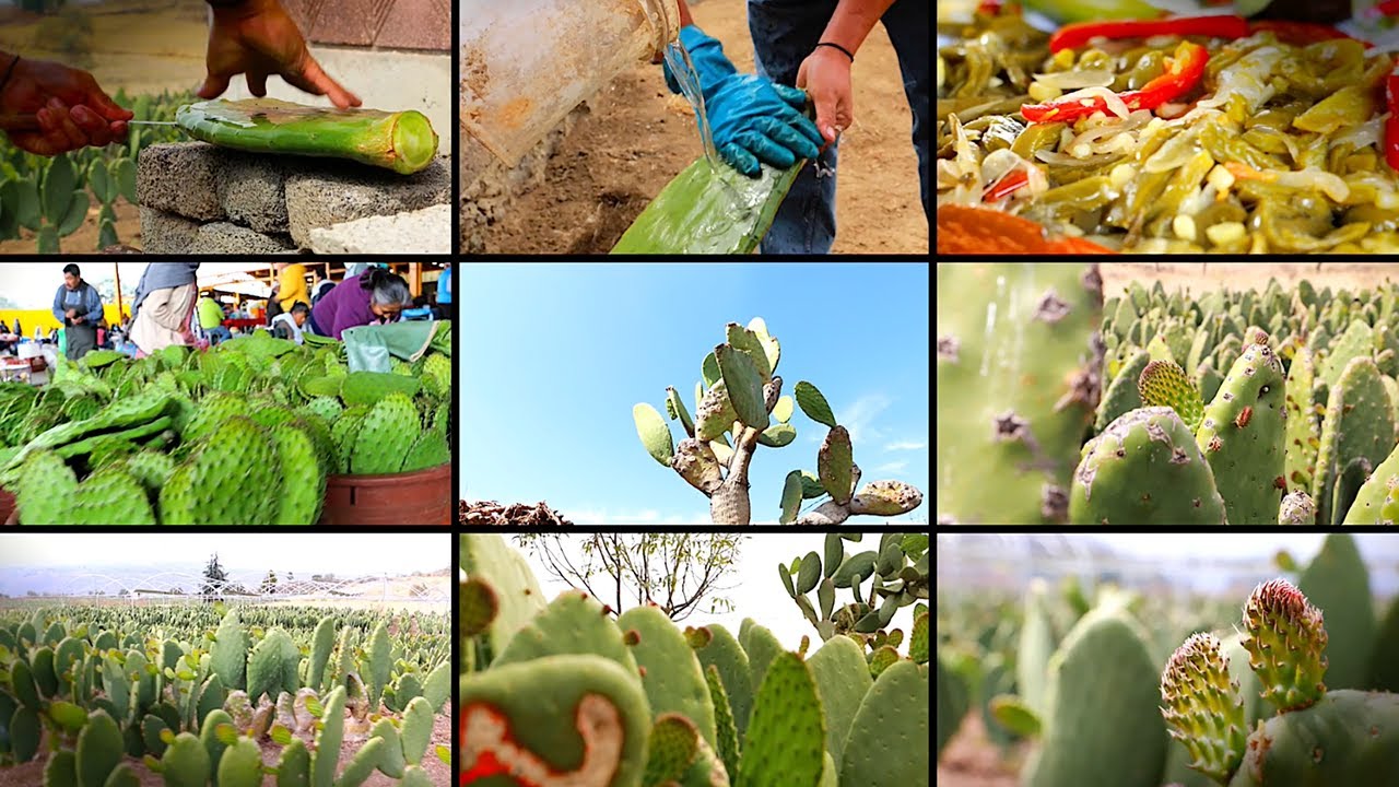 COSECHAR Y SEMBRAR NOPAL. SUSTENTO ECONÓMICO DE LAS FAMILIAS DEL CAMPO ...