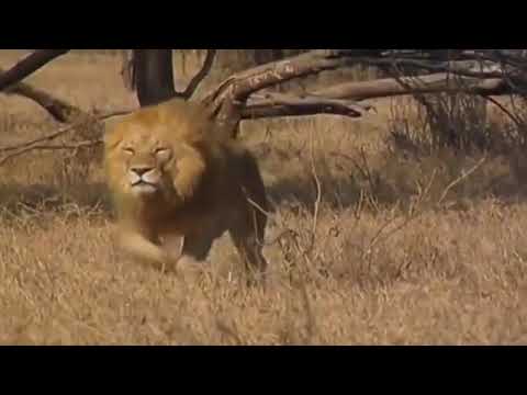 ##Lion powerful💪 #attitude video status