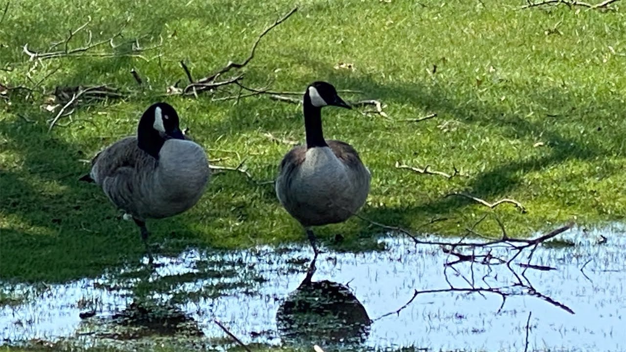 APRIL 8, 2020 WILD GOOSE CHASE - YouTube