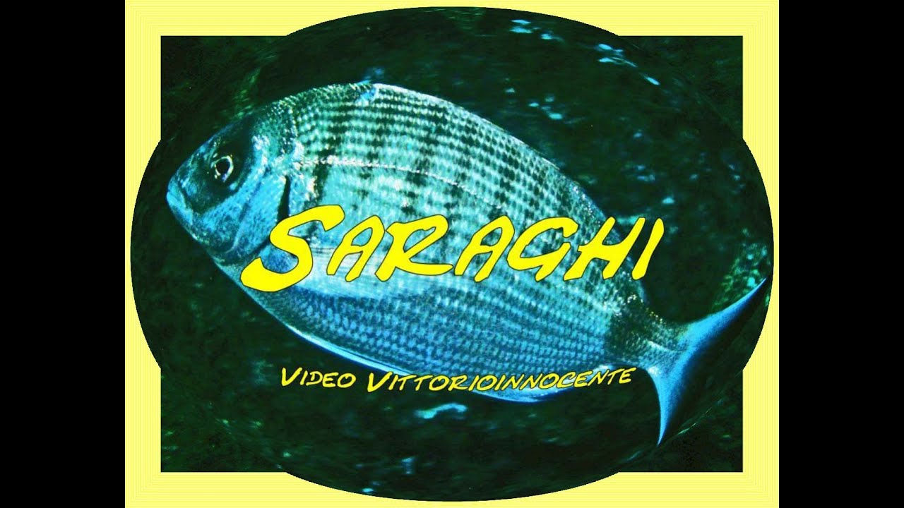 Saraghi nell'Area Marina Protetta di Portofino - YouTube