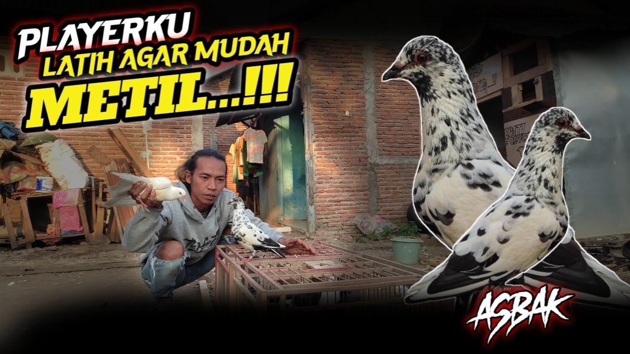 PROSES MELATIH MERPATI ASBAK AGAR MUDAH METIL - YouTube