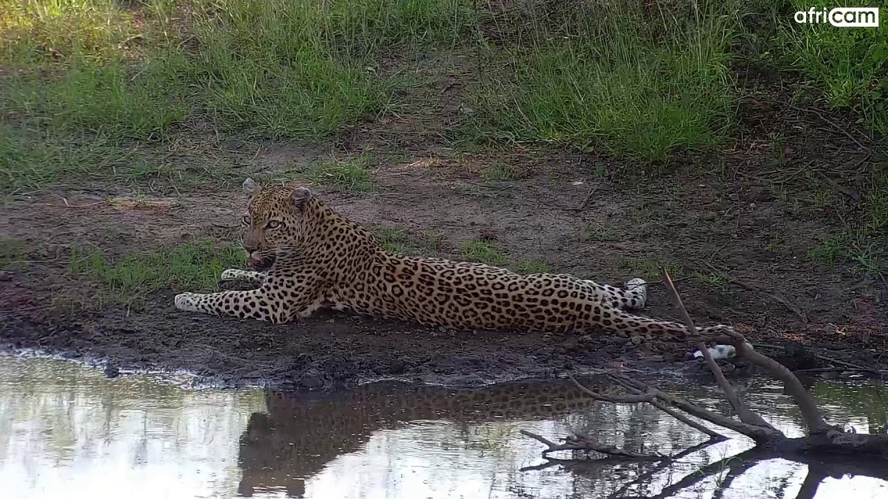 Beautiful Leopard at Naledi Dam. - YouTube