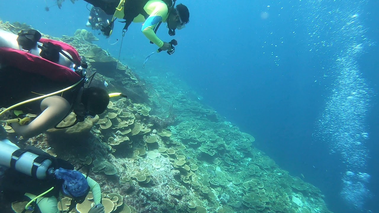 Tukun Perak Crystal Clear - YouTube