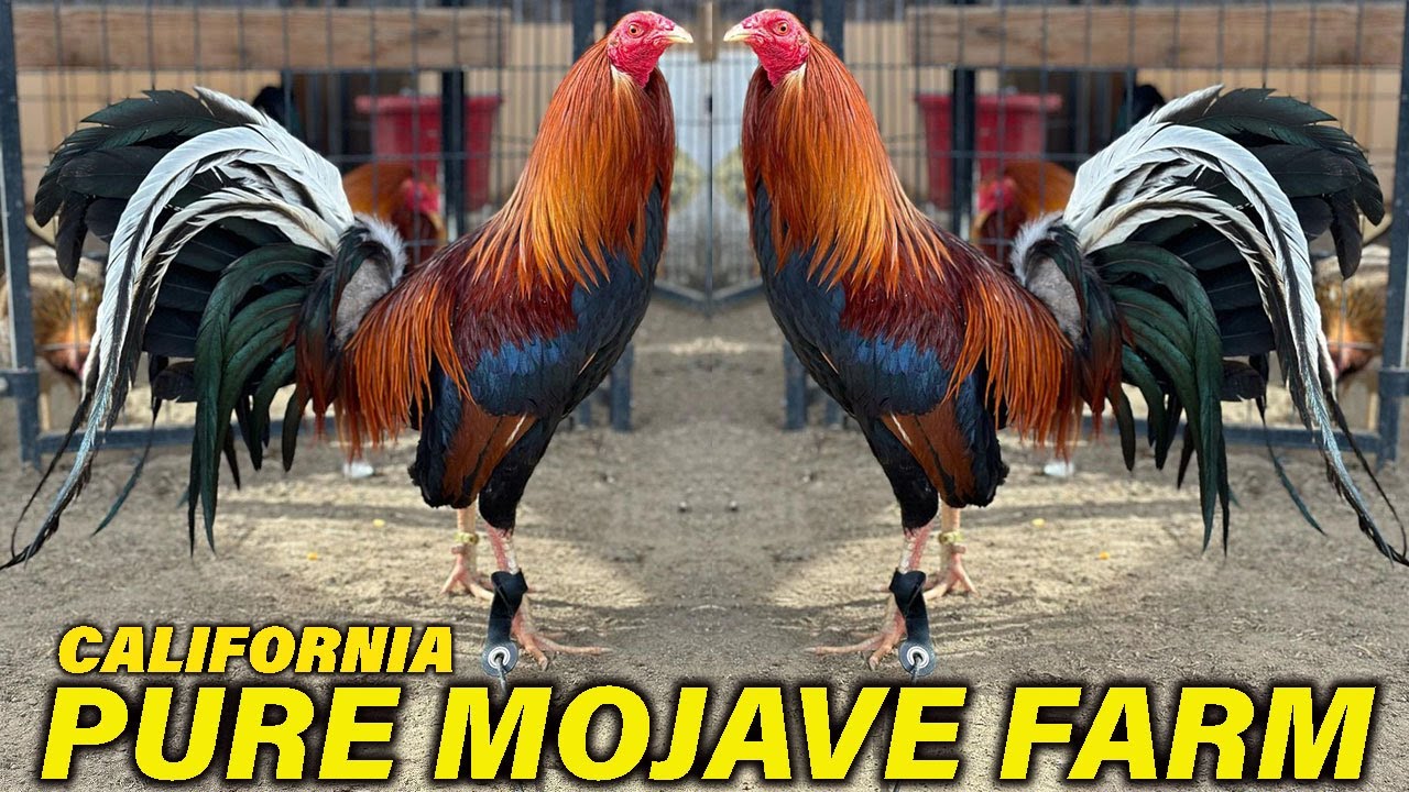 Pure Yellow Leg Spangled Hatch Sweater Kelso 20k Muletrain Grey MOJAVE ...