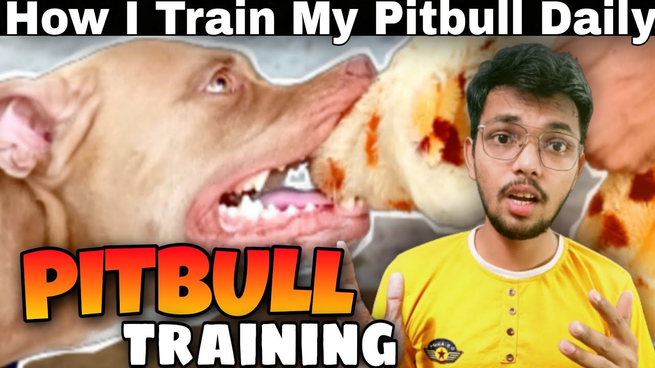 Best Exercise For Pitbull 😍 || How I Train My Pitbull Daily | Part 1 ...