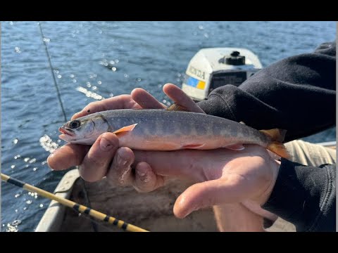 RARE Blueback Trout Fishing While Camping in The North Maine Woods ...