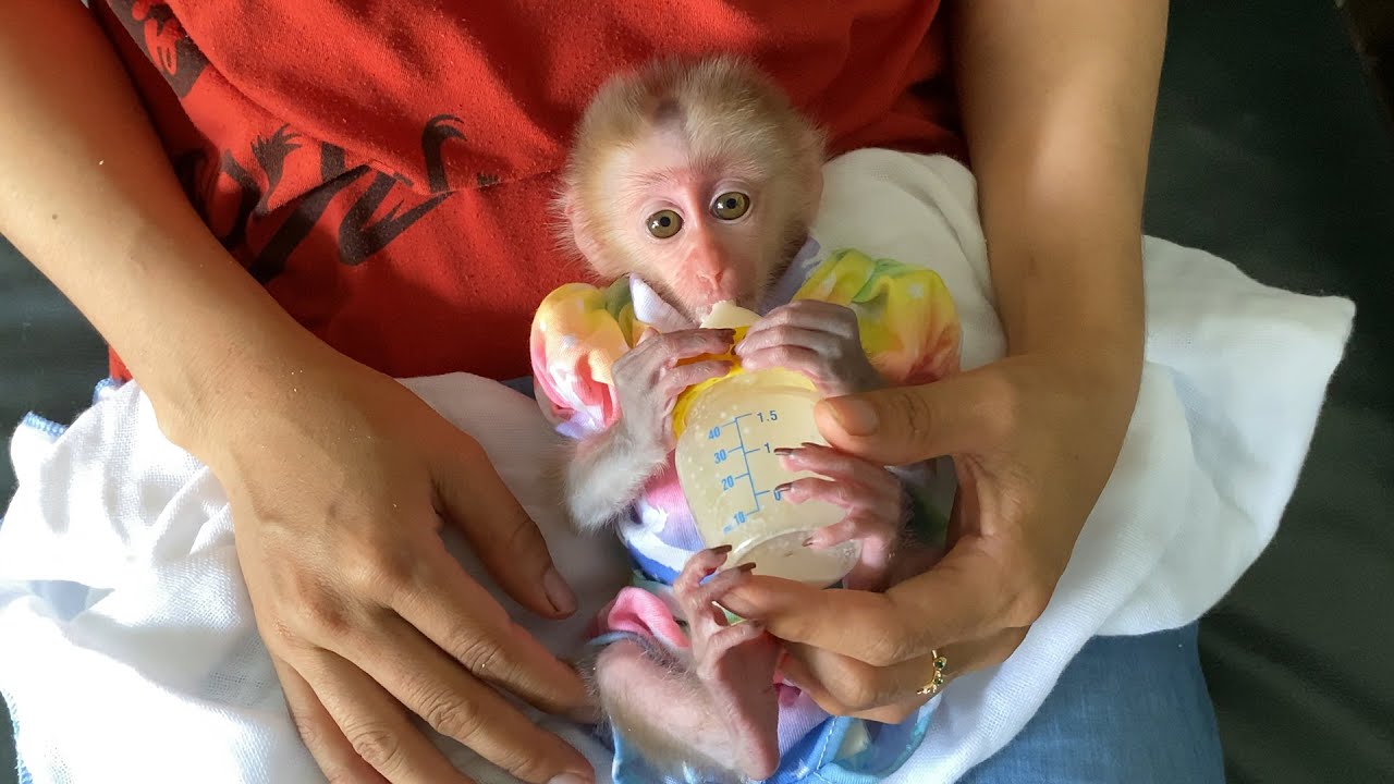 Delicious milk of baby monkey ZIM | Zim Family - YouTube