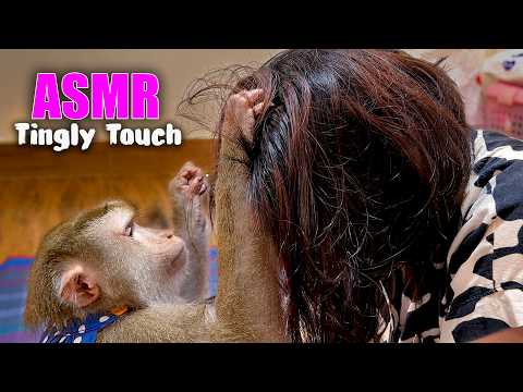 Most Tingly Monkey ASMR for Brain Triggers For DEEP SLEEP | Fall Asleep in Minutes (NO TALKING)