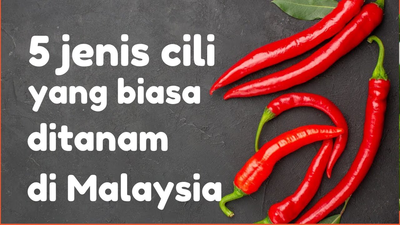 Jenis - jenis cili yang biasa ditanam di Malaysia - YouTube