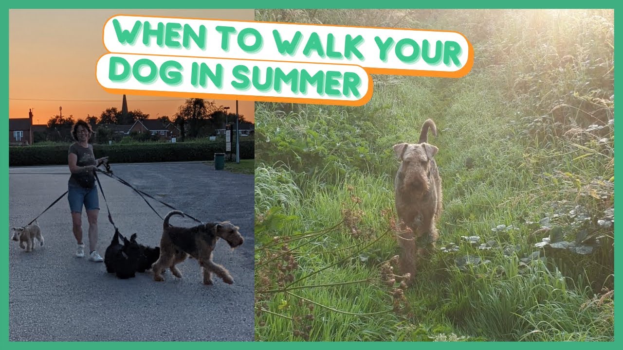 WHEN TO WALK YOUR DOG DURING THE HOT SUMMER - YouTube