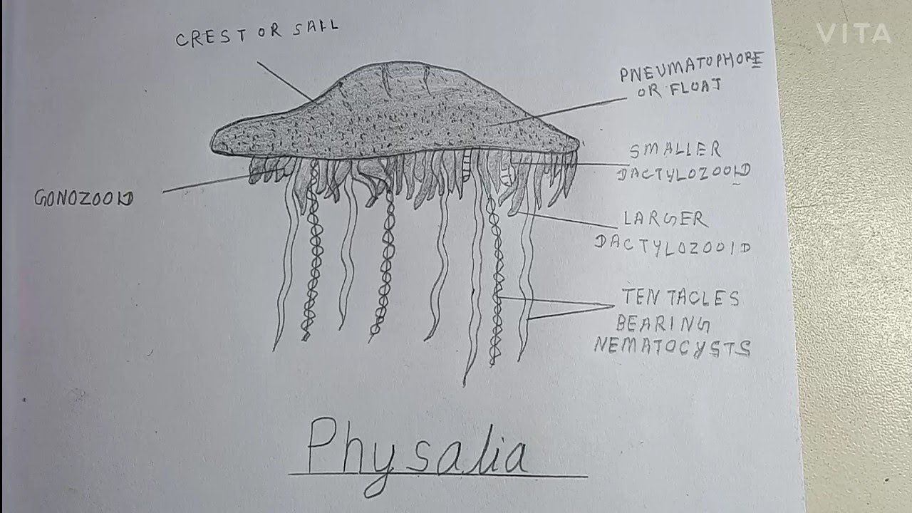 Physalia Diagram