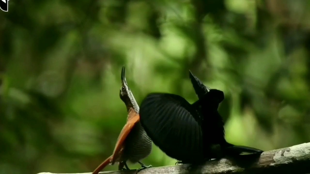 Song of a crying birds - YouTube