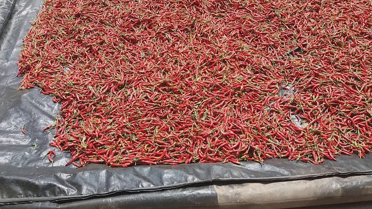 Chillies dried on sheet to control aflatoxin - YouTube