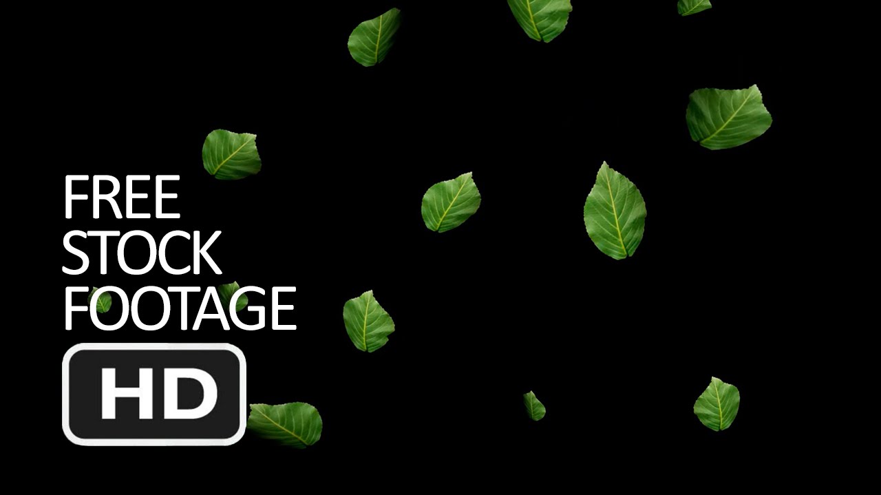 Free Stock Footage - Falling Leaves - YouTube