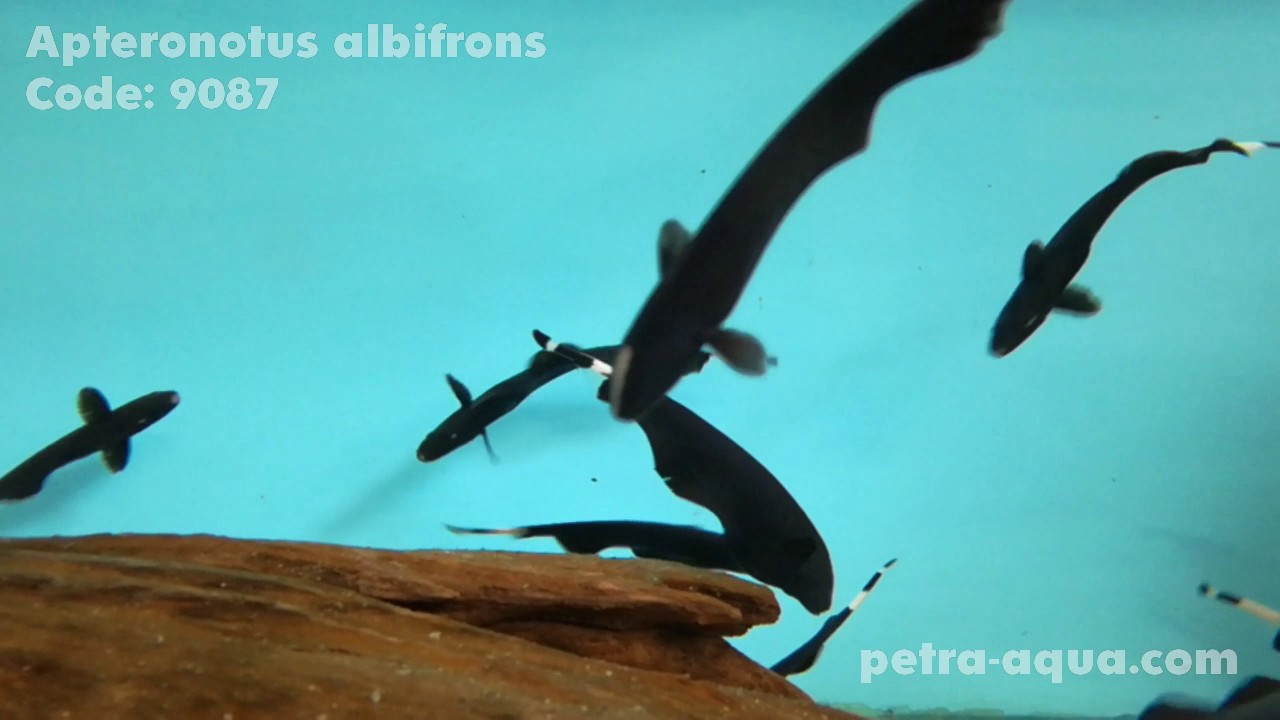 9087 Apteronotus albifrons - YouTube