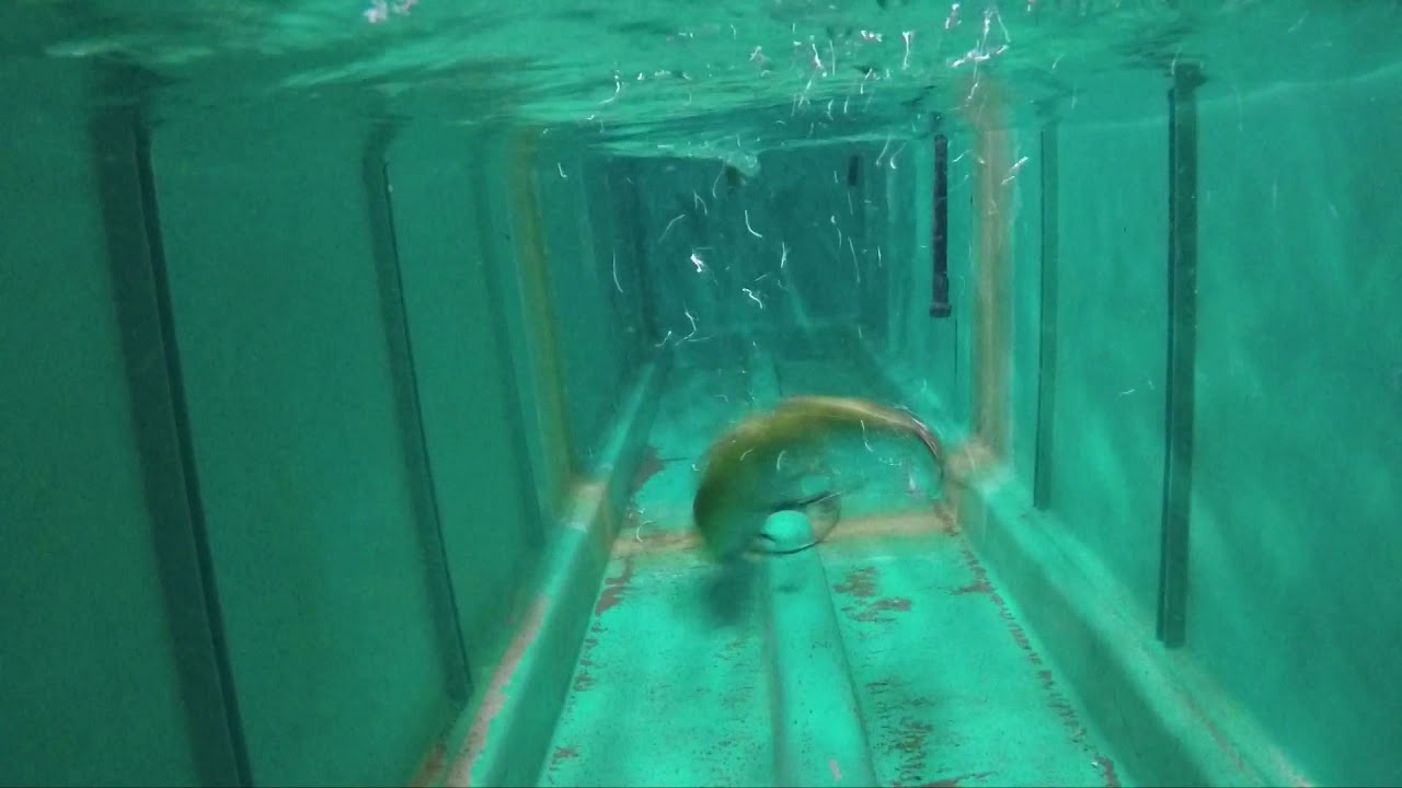 Tomahawk Test Tank - YouTube