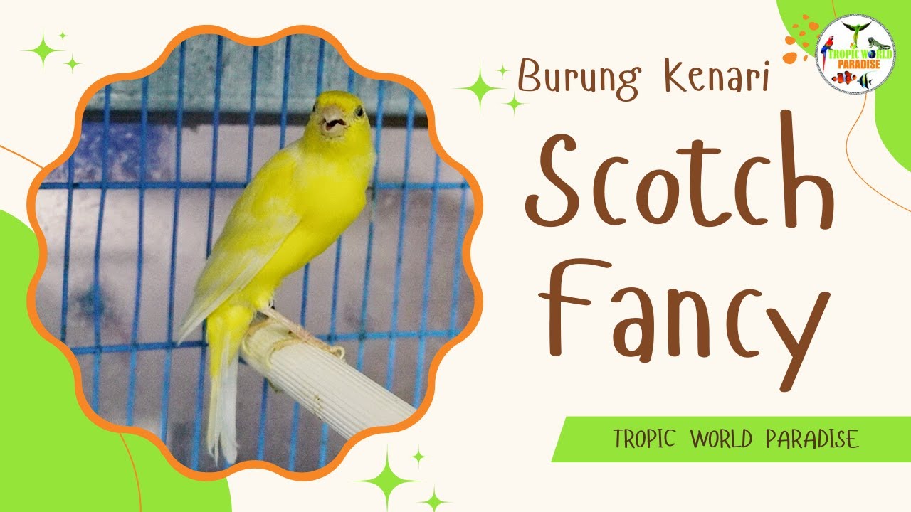 BURUNG KENARI SCOTCH FANCY TROPIC WORLD PARADISE - YouTube