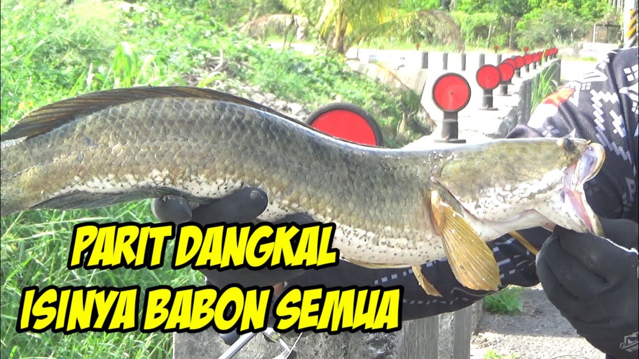 Mancing Di Parit Dangkal Ikan Gabus Besar Sambaranya Luar Bisa ...