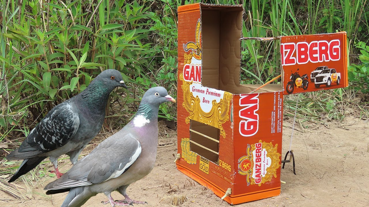 Easy Method Quick Bird Trap - Create New Pigeon Trap Using GANZBERG Box ...
