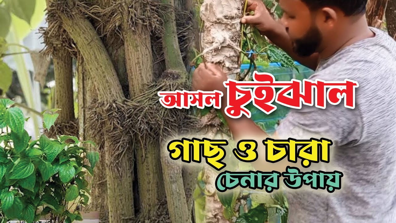 আসল চুইঝাল গাছ ও চারা চেনার উপায় ।। Chui Jhal - YouTube