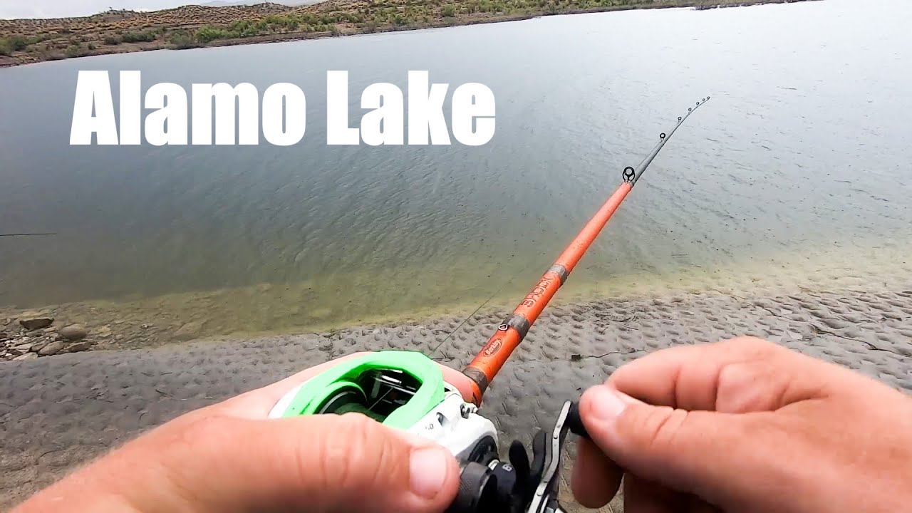 Fishing For SUPER Aggresive Bass At Alamo Lake, Az (Bank Fishing) - YouTube