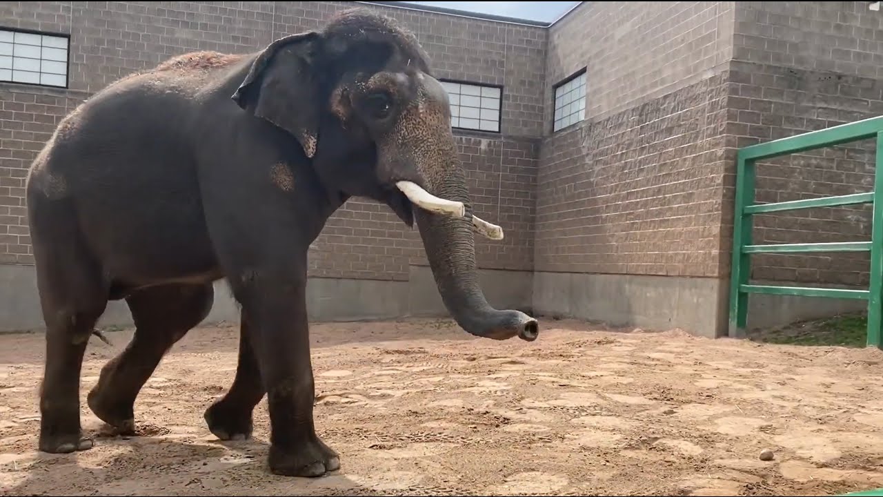 Asian Elephant Training with Doc - YouTube