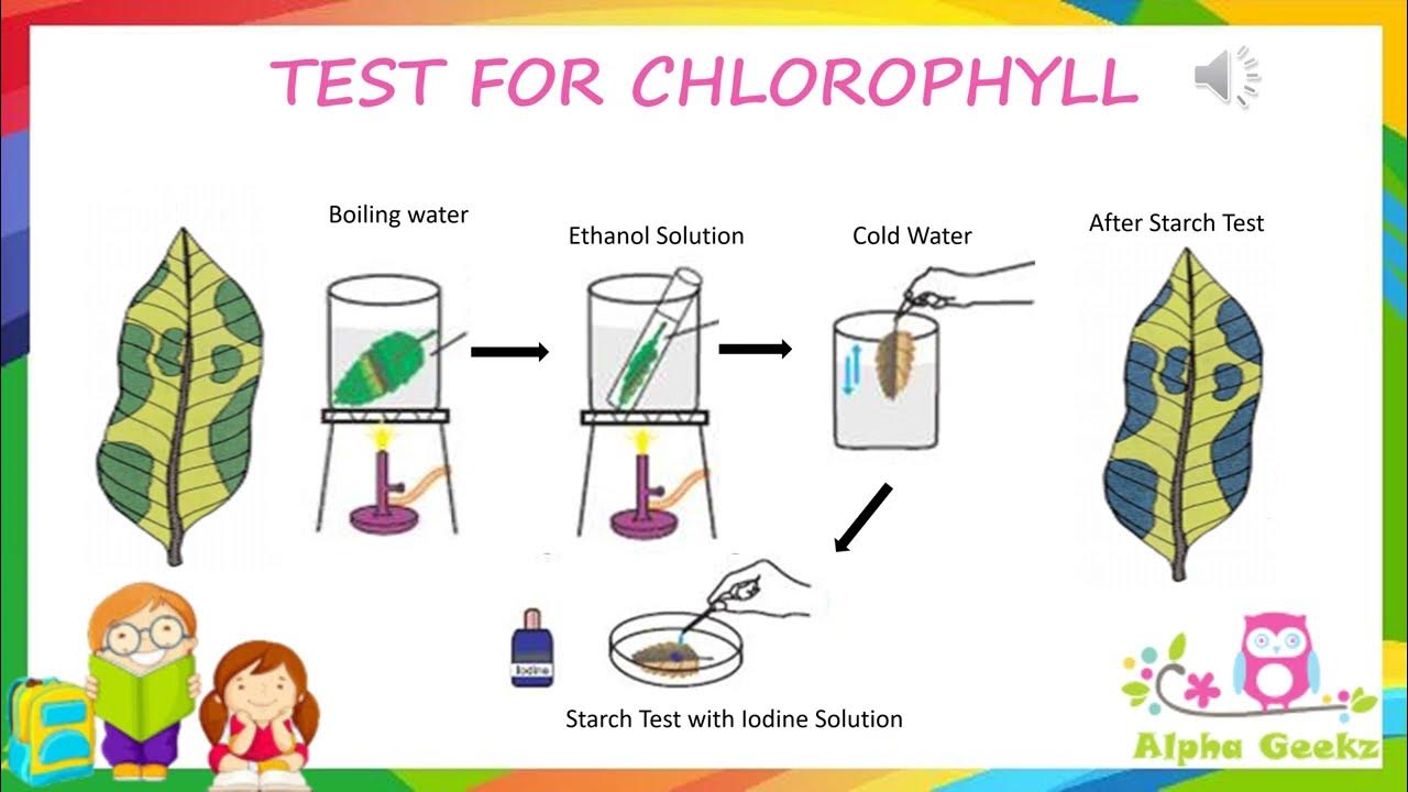 Need for Chlorophyll in Plants - Module 1.10 (Chapter 1 - Olympiad ...