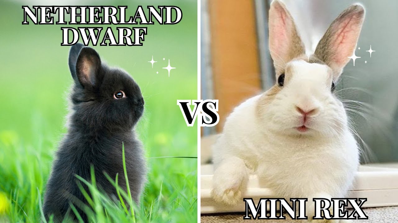 Netherland Dwarf vs Mini Rex 🐰 | Which Bunny Is Better for You? - YouTube