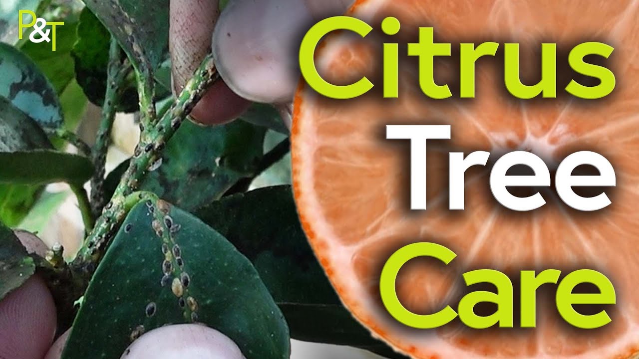 Citrus Tree Care & Managing Scale Insect - Pots & Trowels - YouTube