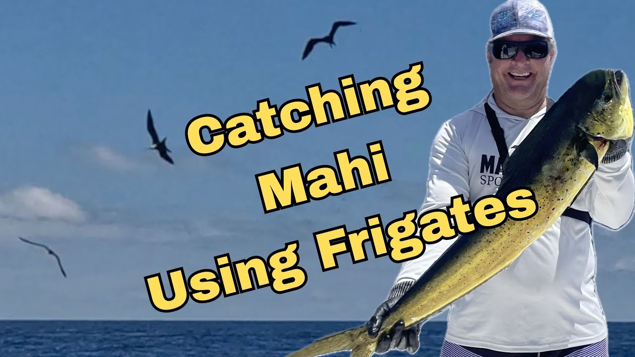 Catching Mahi Using Frigate Birds | Offshore Secrets from Captain Matt ...