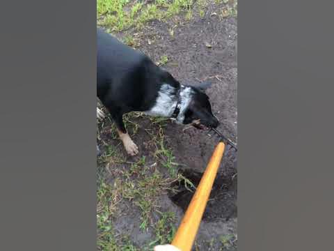 My #psychomutt #nastydog dog used to only attack the rake when you tried to fill in his holes ...