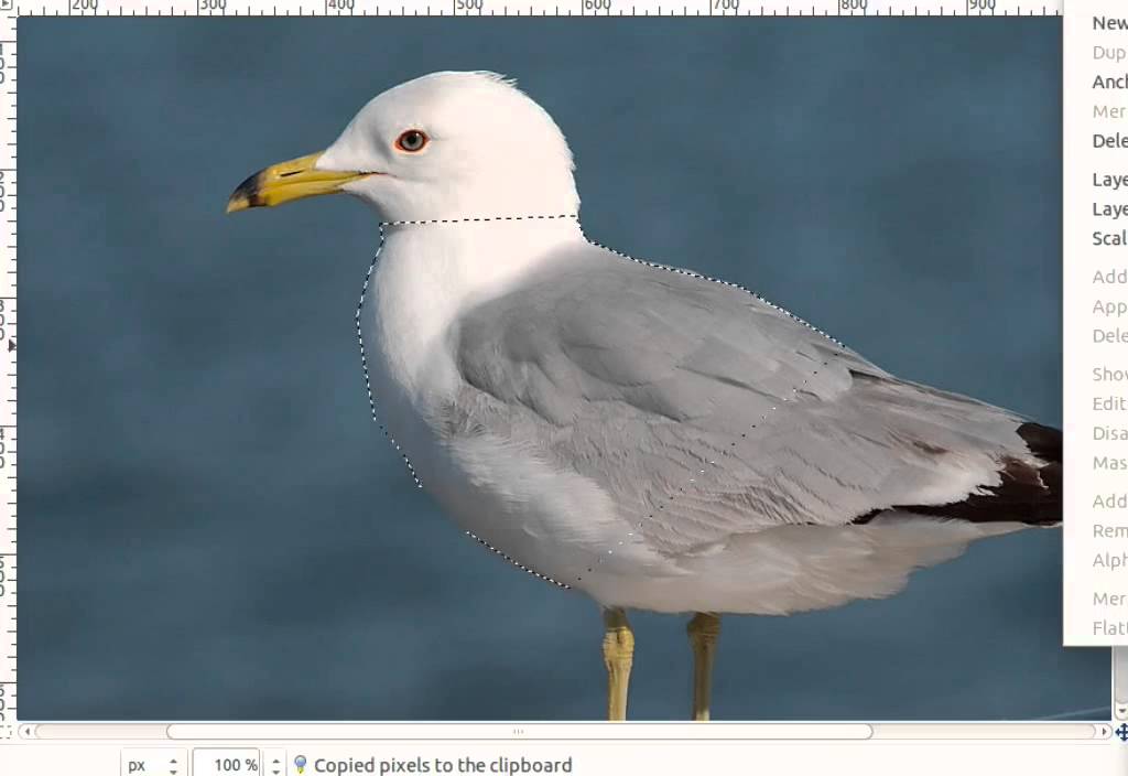 Funny Gimp Muscle Arm Seagull - Making Of - YouTube