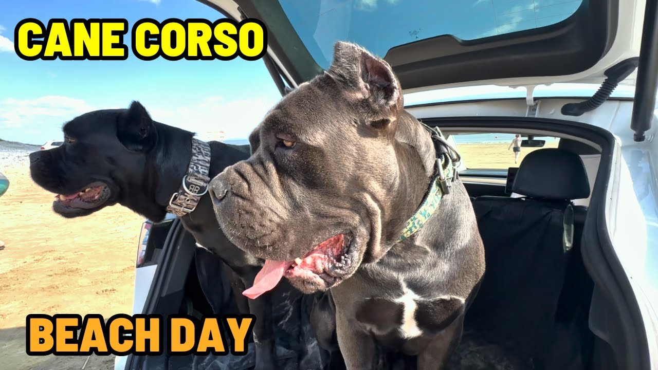 2 Cane Corso Brothers Visit The Beach - Corso Bros Farm Life - YouTube