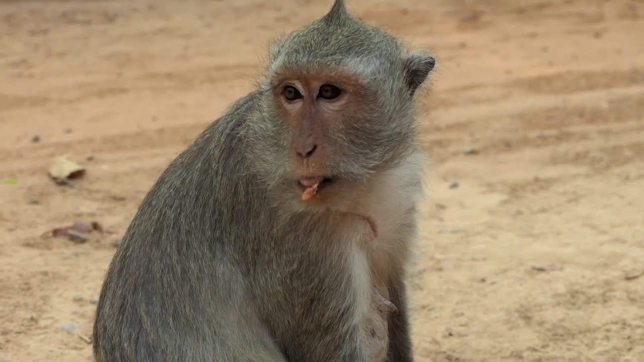 Best Aesop Having Fun, Collection of monkey doing nature life. - YouTube