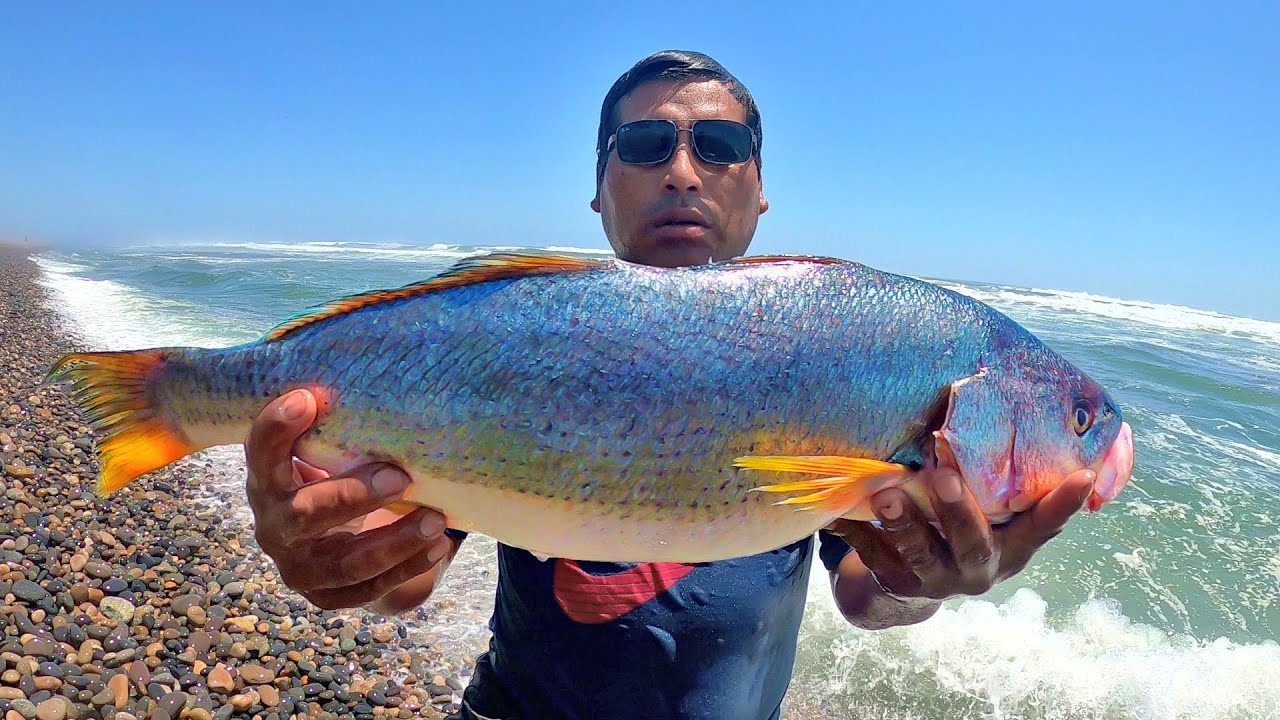 MIRA ESTE PESCADO COLA AMARILLA QUE ESTE PESCADOR CAPTURO PARA COCINAR ...